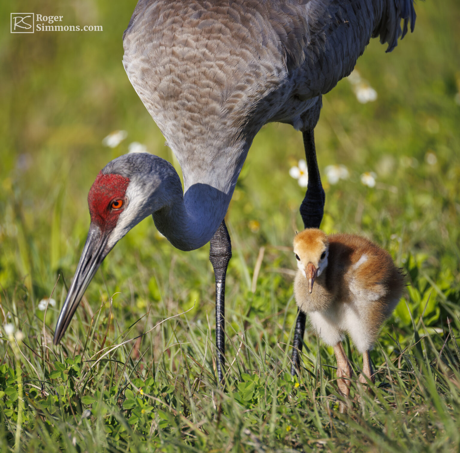 Sandhill Crane colts facts: They grow up fast - Roger Simmons