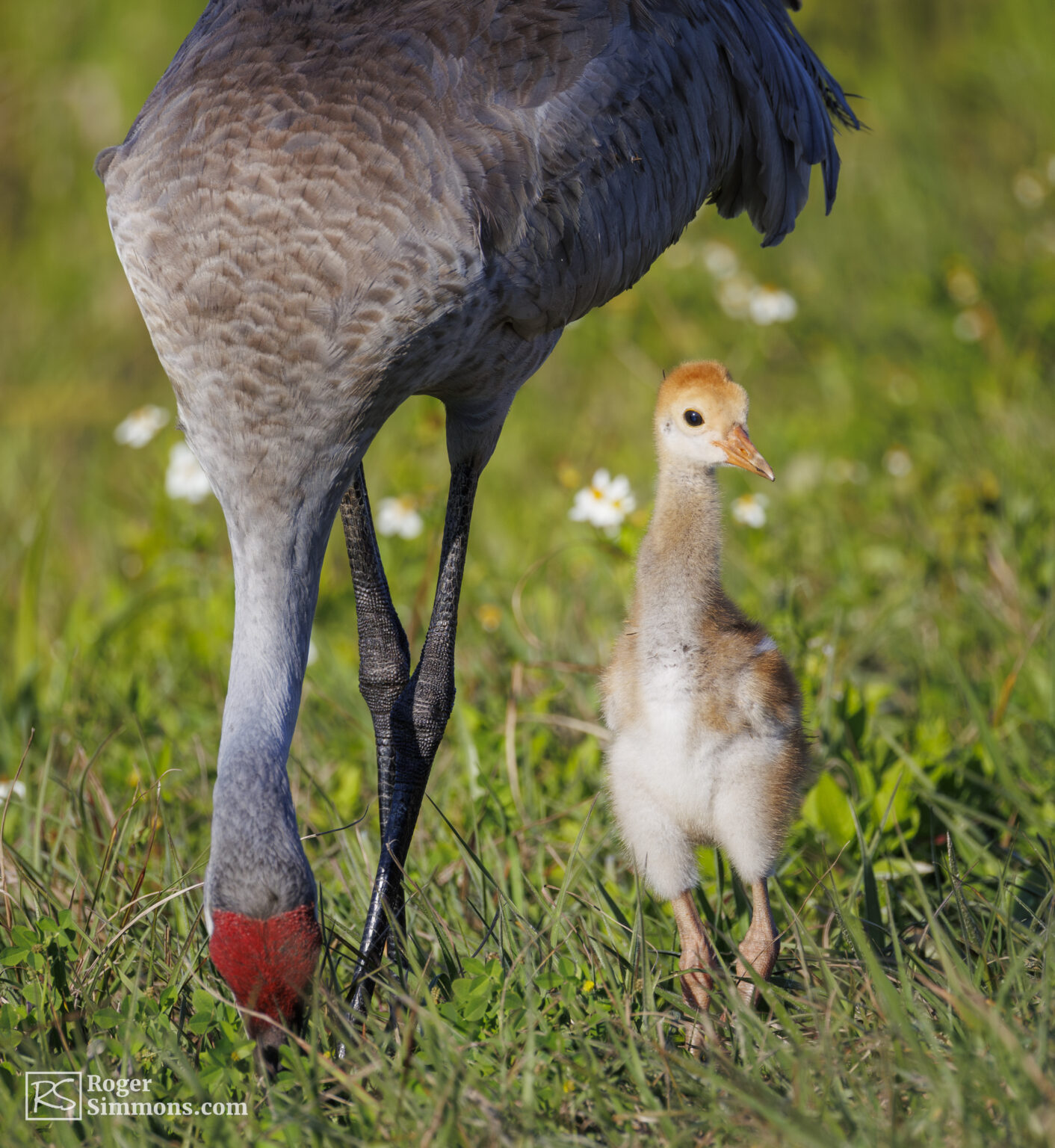 Sandhill Crane colts facts: They grow up fast - Roger Simmons
