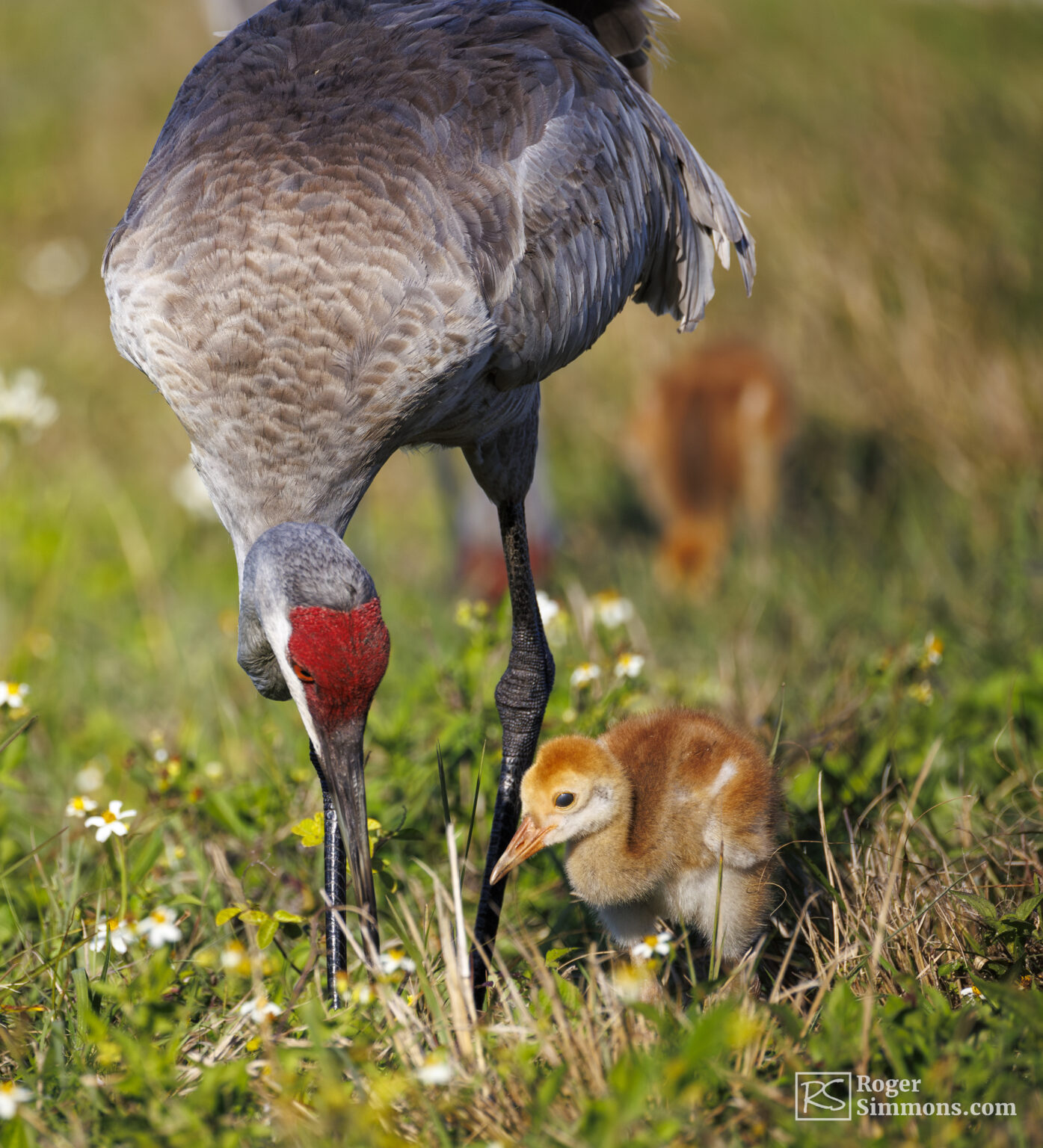 Sandhill Crane colts facts: They grow up fast - Roger Simmons