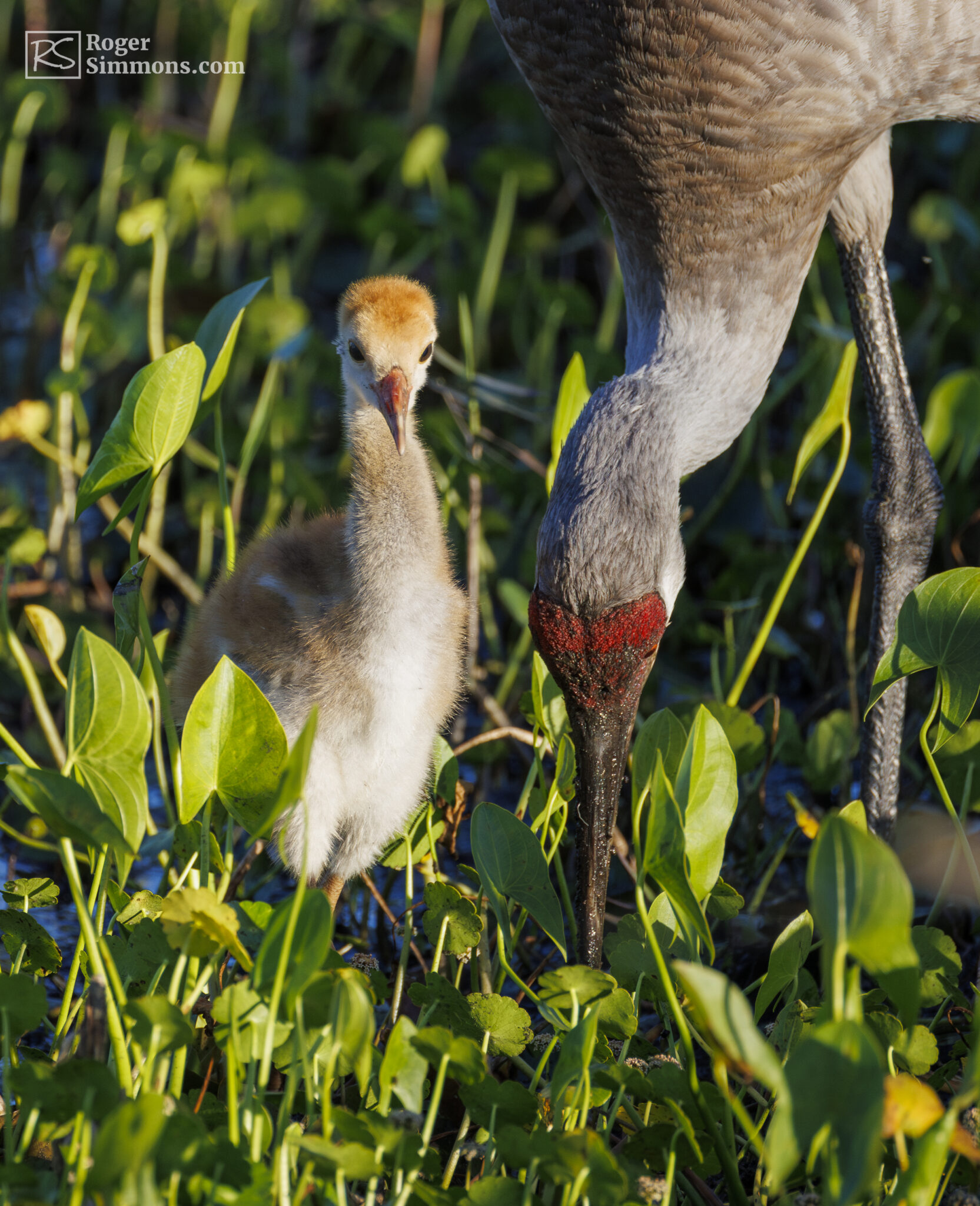 Sandhill Crane colts facts: They grow up fast - Roger Simmons