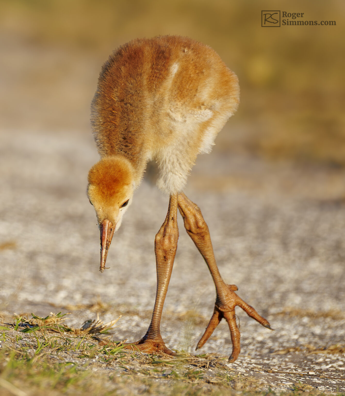 Sandhill Crane colts facts: They grow up fast - Roger Simmons