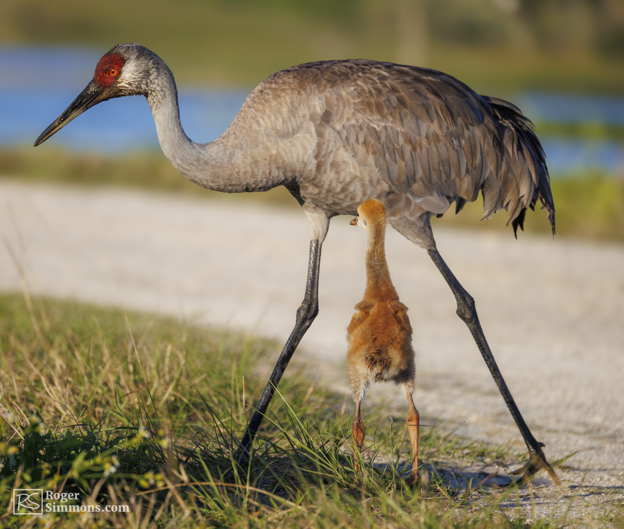 Sandhill Crane colts facts: They grow up fast - Roger Simmons