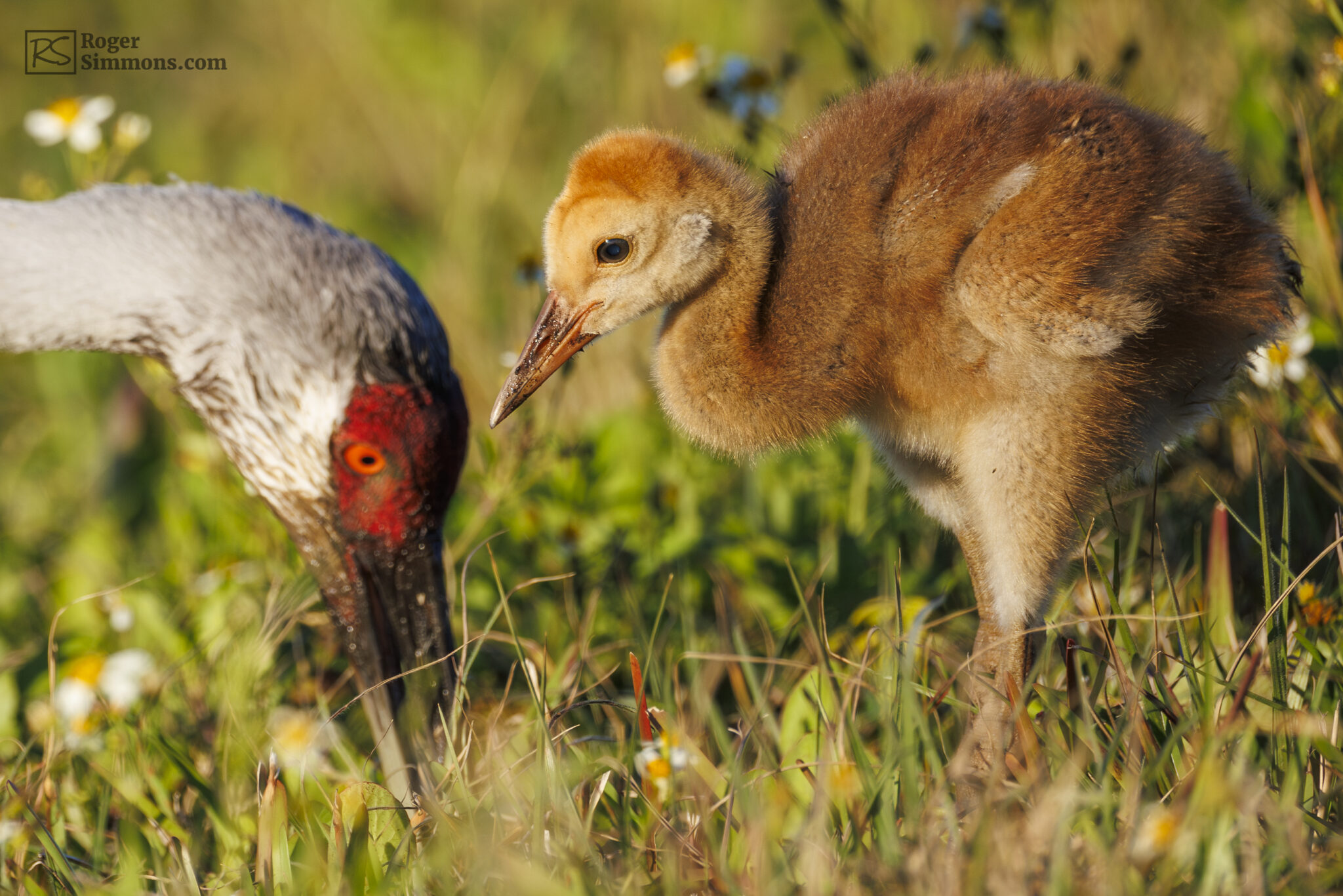 Sandhill Crane colts facts: They grow up fast - Roger Simmons