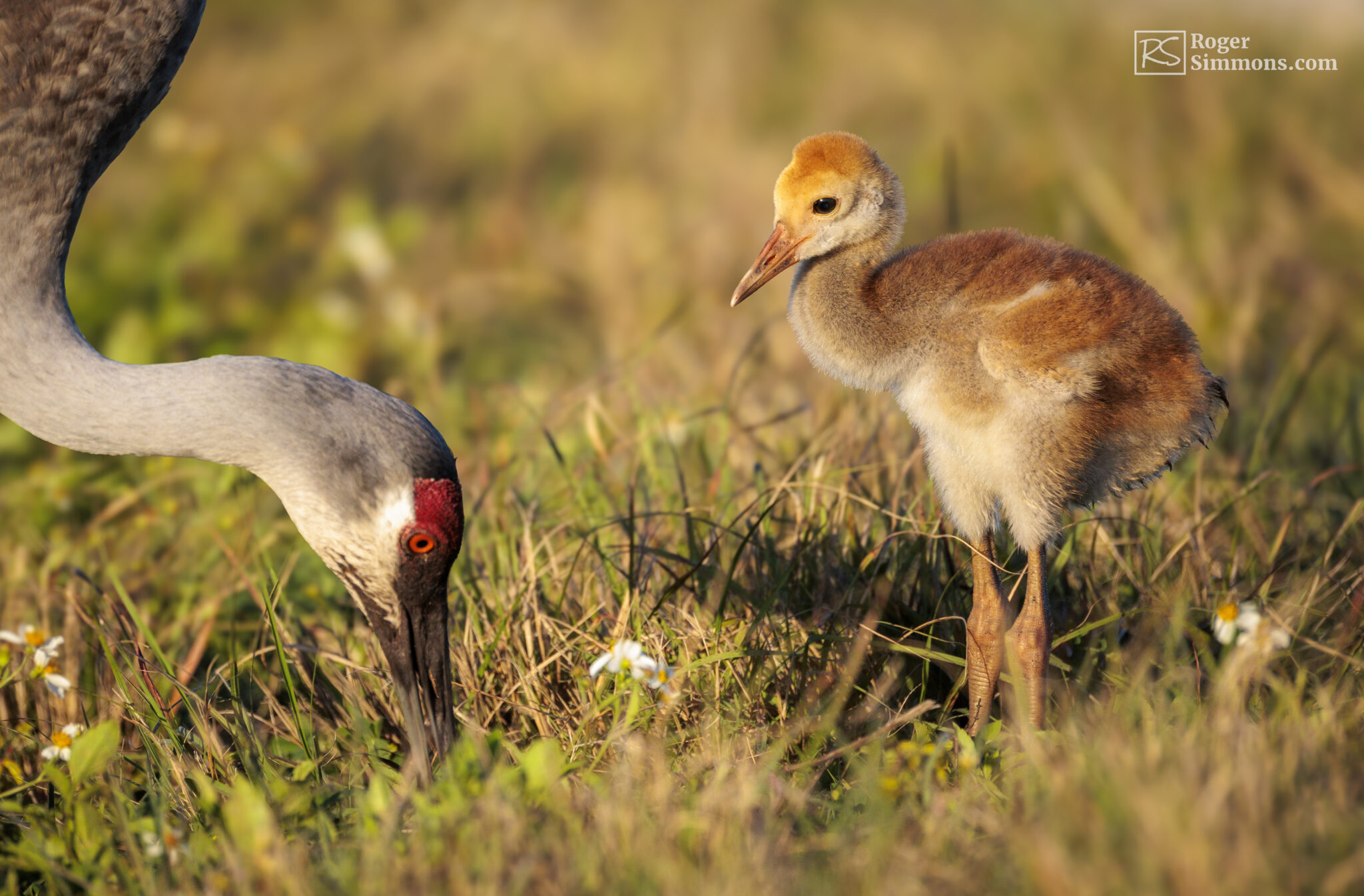 Sandhill Crane colts facts: They grow up fast - Roger Simmons