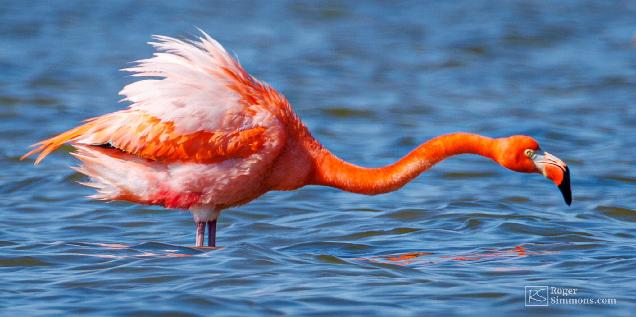 Pictures: American Flamingos in Florida - Roger Simmons