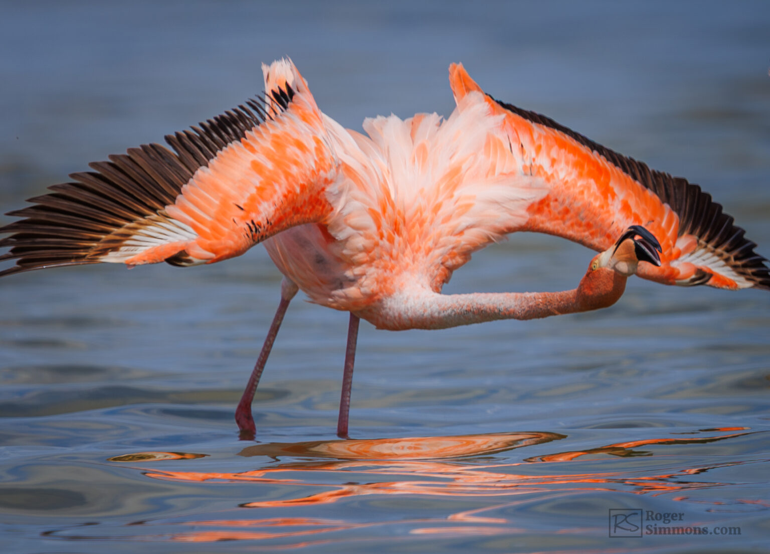 Pictures: American Flamingos in Florida - Roger Simmons