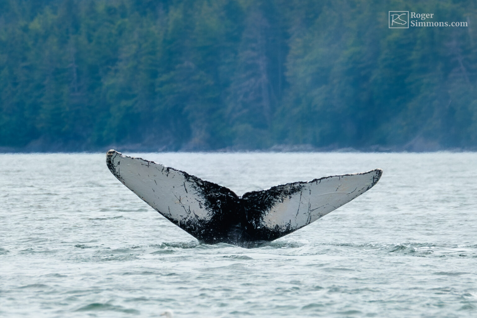 Whale tail tales: Identifying 7 humpbacks I saw in Alaska - Roger Simmons