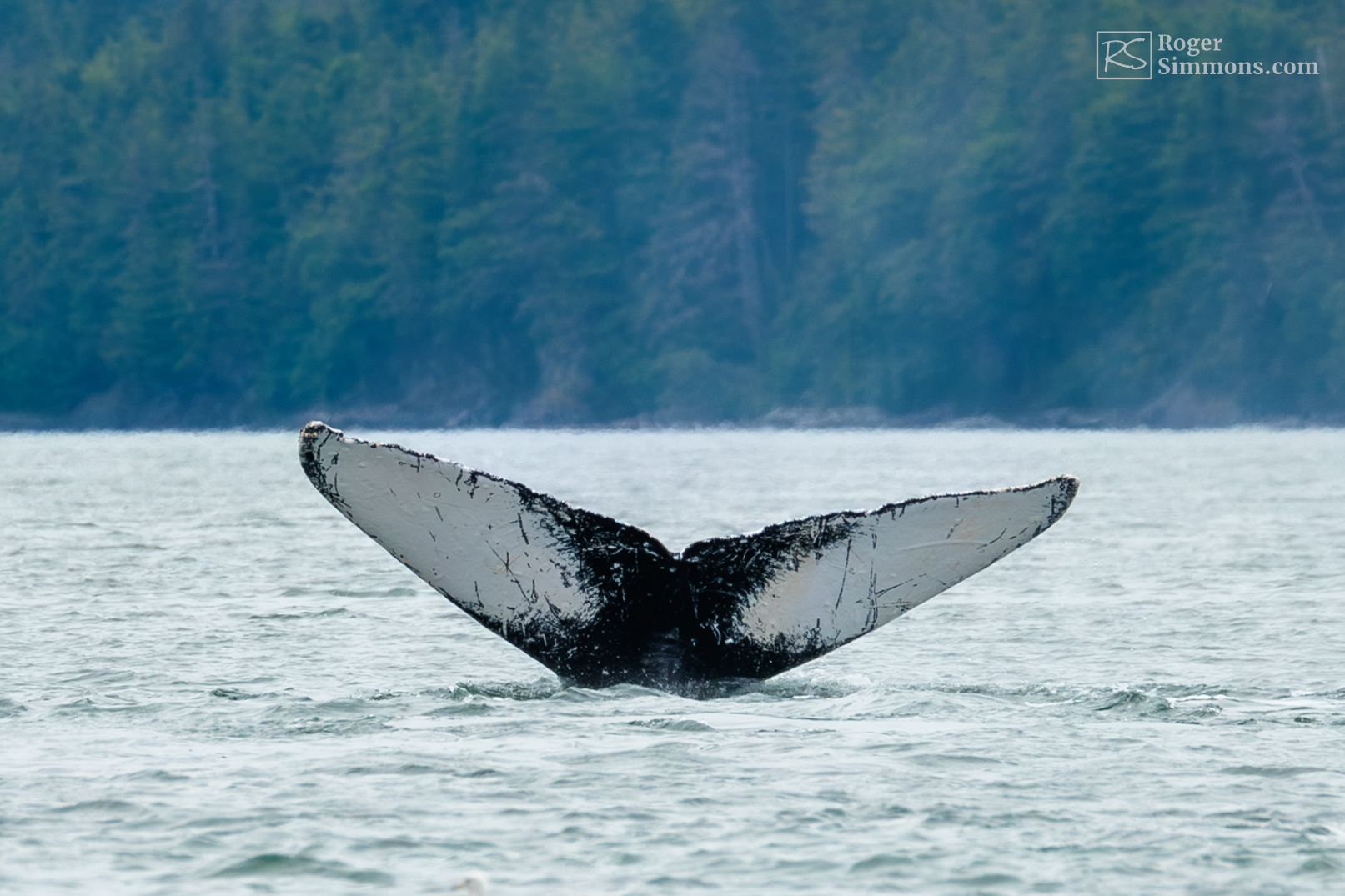 Whale tail tales: Identifying 7 humpbacks I saw in Alaska - Roger Simmons