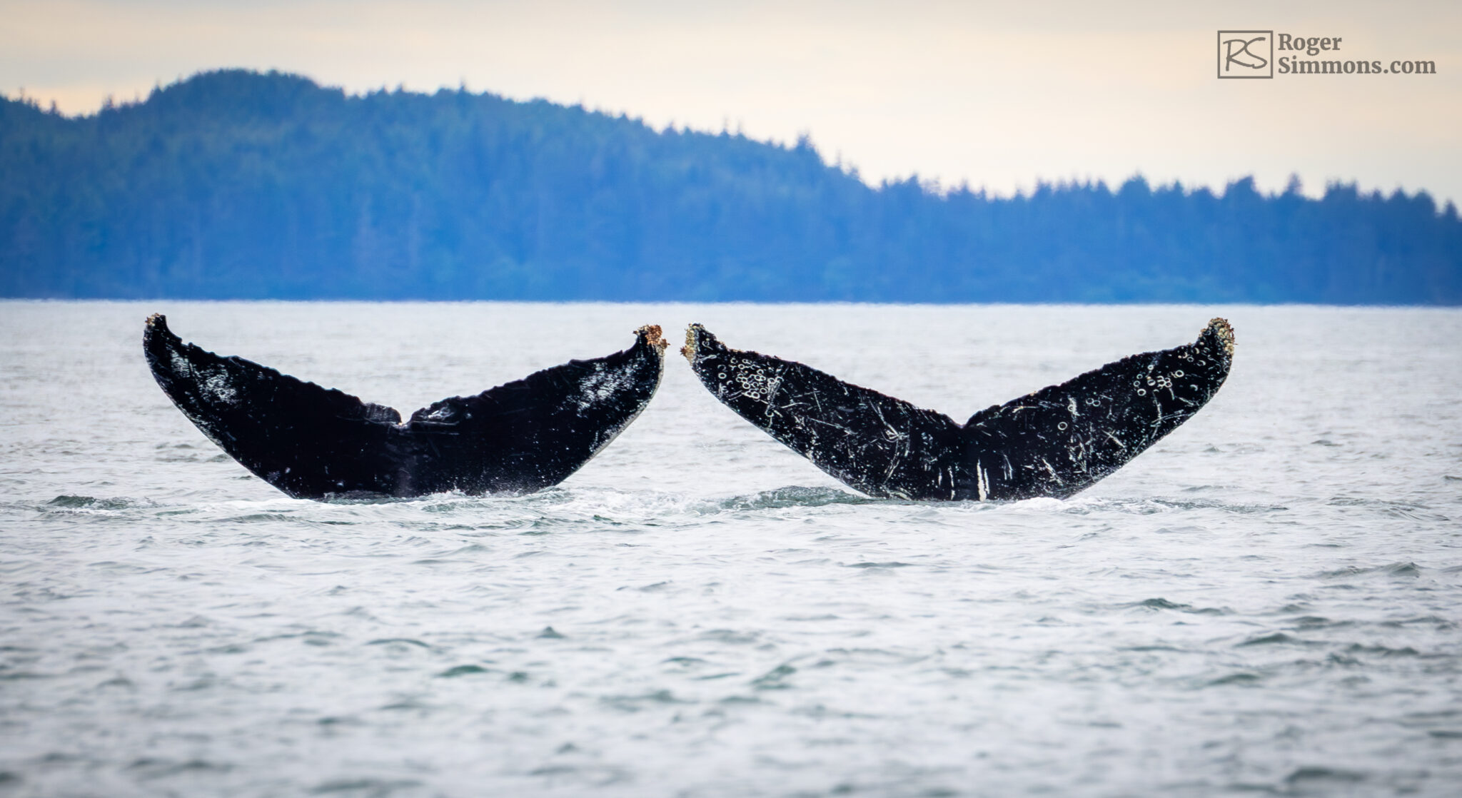 Whale tail tales: Identifying 7 humpbacks I saw in Alaska - Roger Simmons