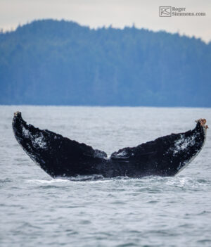 Whale tail tales: Identifying 7 humpbacks I saw in Alaska - Roger Simmons