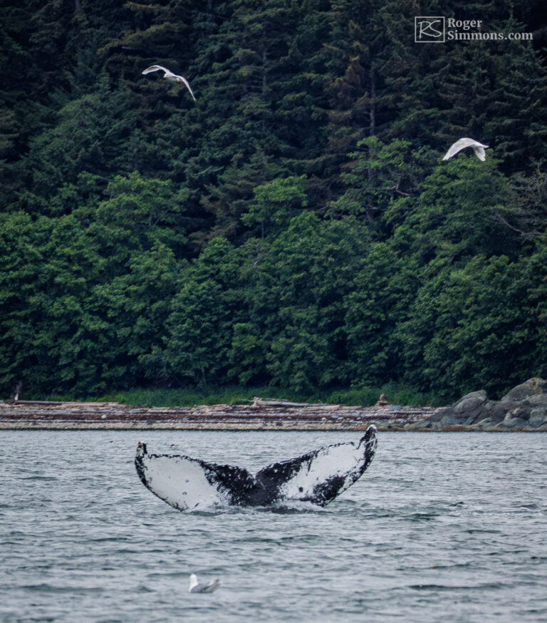 Whale tail tales: Identifying 7 humpbacks I saw in Alaska - Roger Simmons