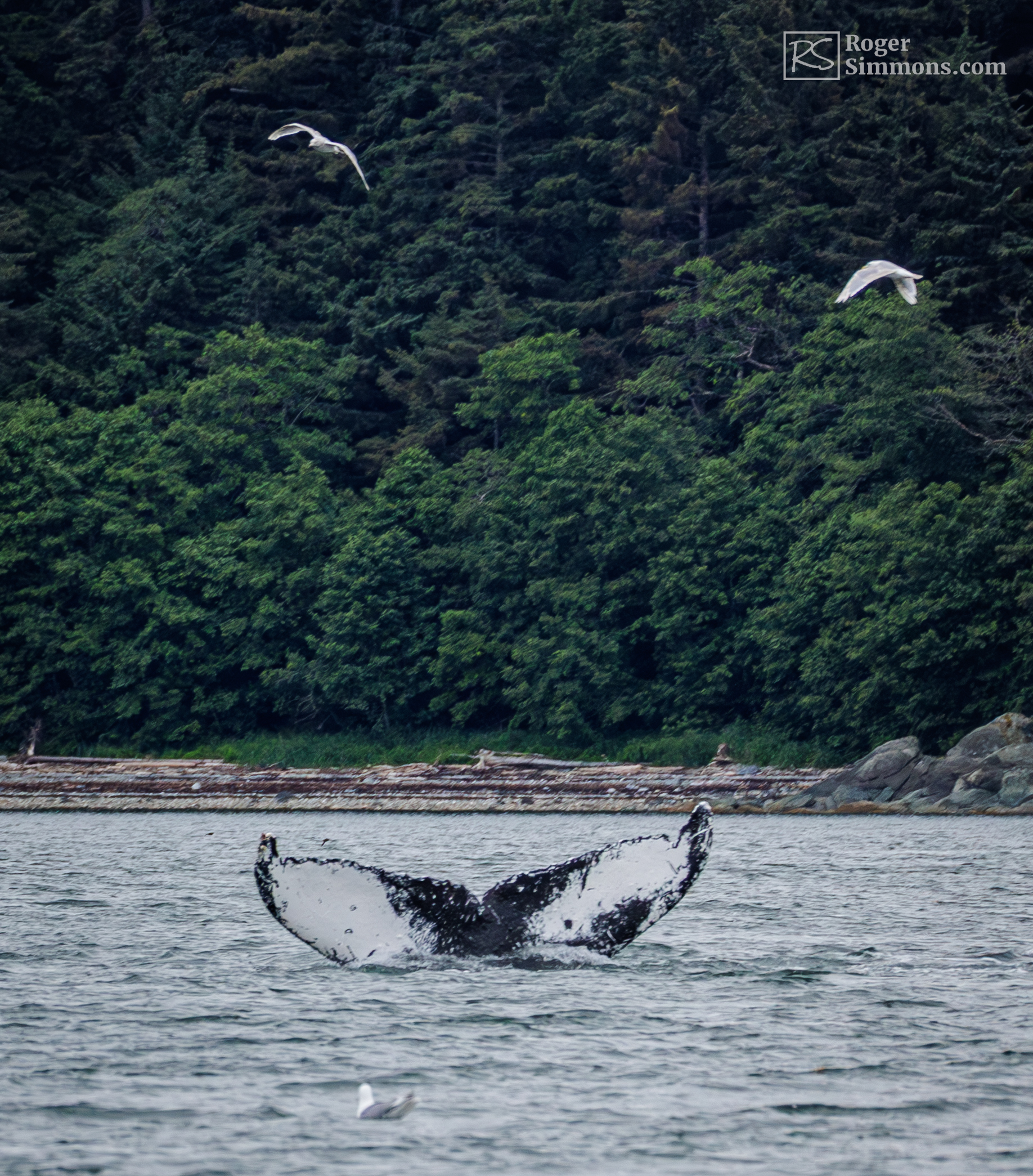 Whale tail tales: Identifying 7 humpbacks I saw in Alaska - Roger Simmons