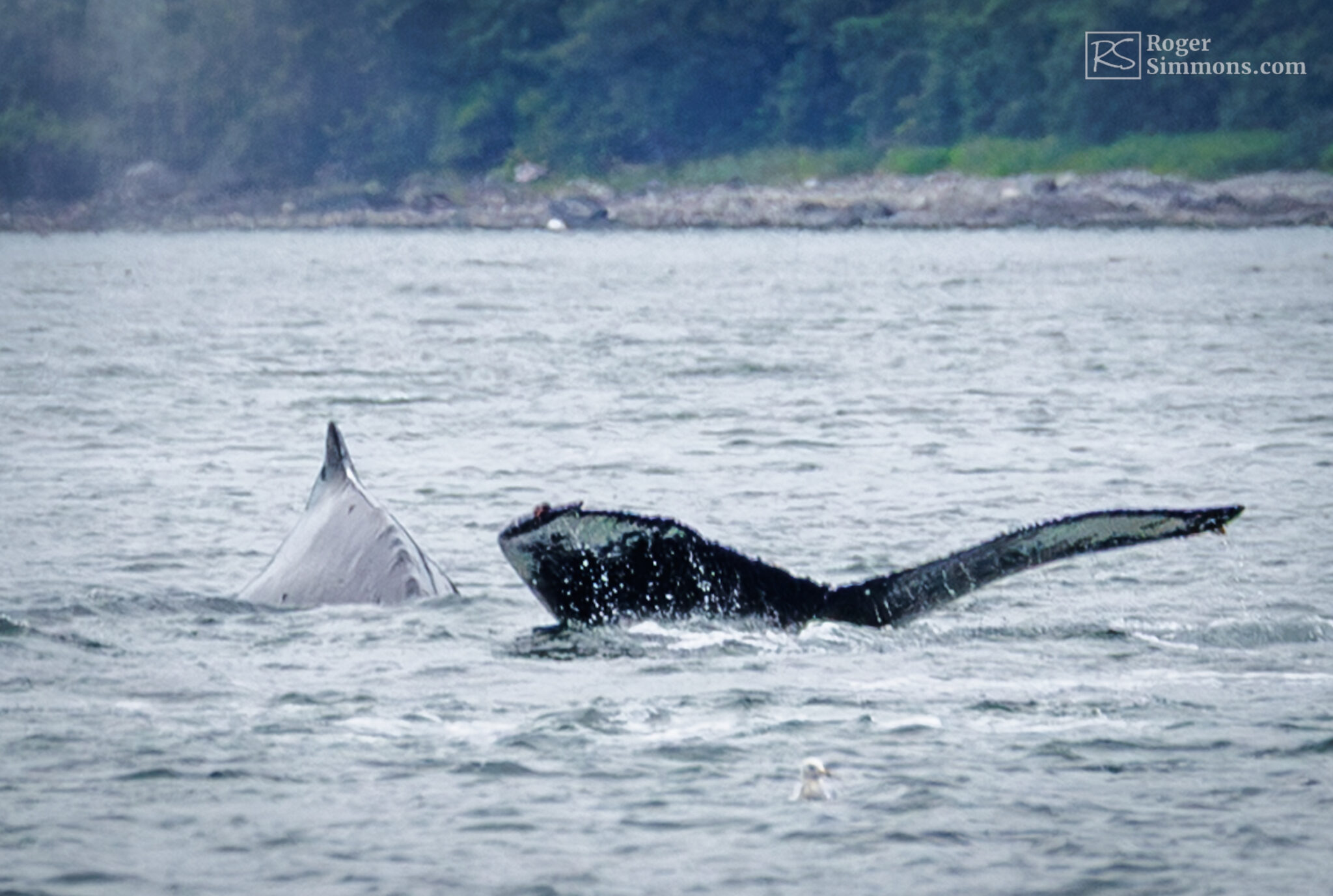 Whale tail tales: Identifying 7 humpbacks I saw in Alaska - Roger Simmons