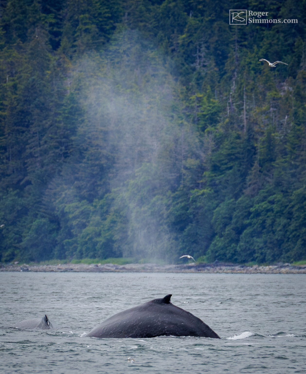 Whale tail tales: Identifying 7 humpbacks I saw in Alaska - Roger Simmons