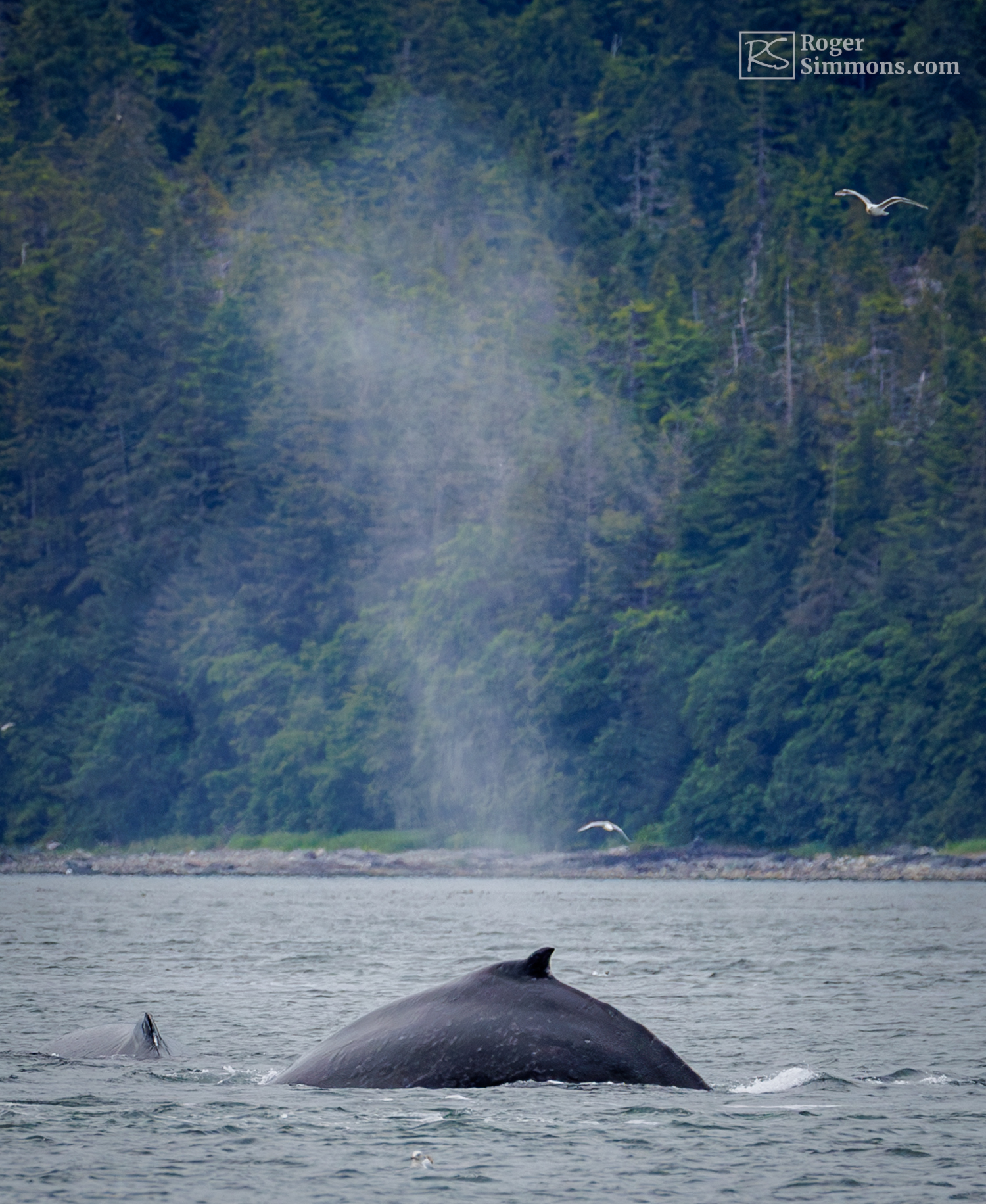 Whale tail tales: Identifying 7 humpbacks I saw in Alaska - Roger Simmons