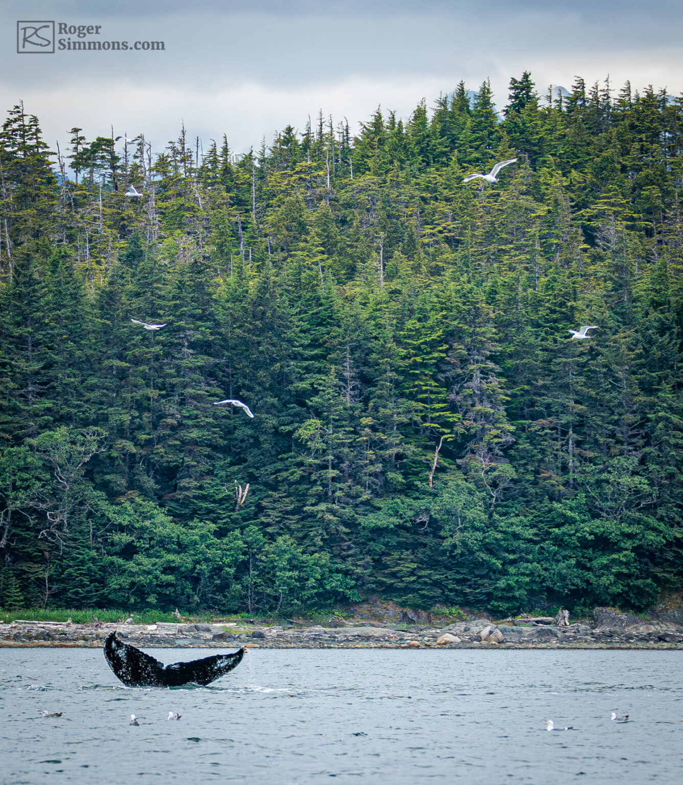 Whale tail tales: Identifying 7 humpbacks I saw in Alaska - Roger Simmons