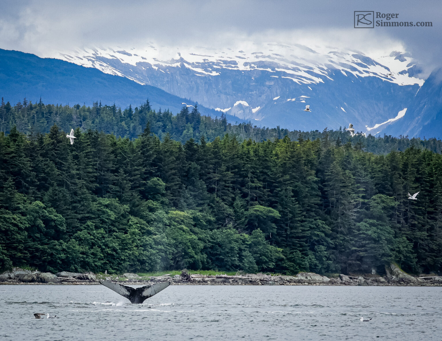 Whale tail tales: Identifying 7 humpbacks I saw in Alaska - Roger Simmons