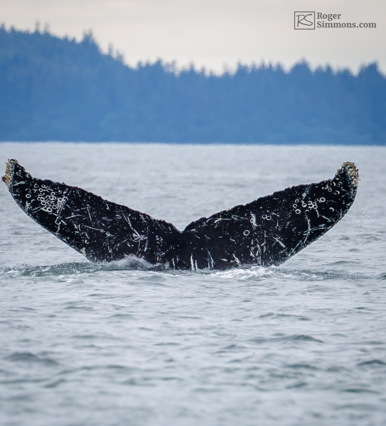 Whale tail tales: Identifying 7 humpbacks I saw in Alaska - Roger Simmons