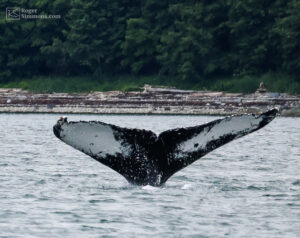 Whale tail tales: Identifying 7 humpbacks I saw in Alaska - Roger Simmons