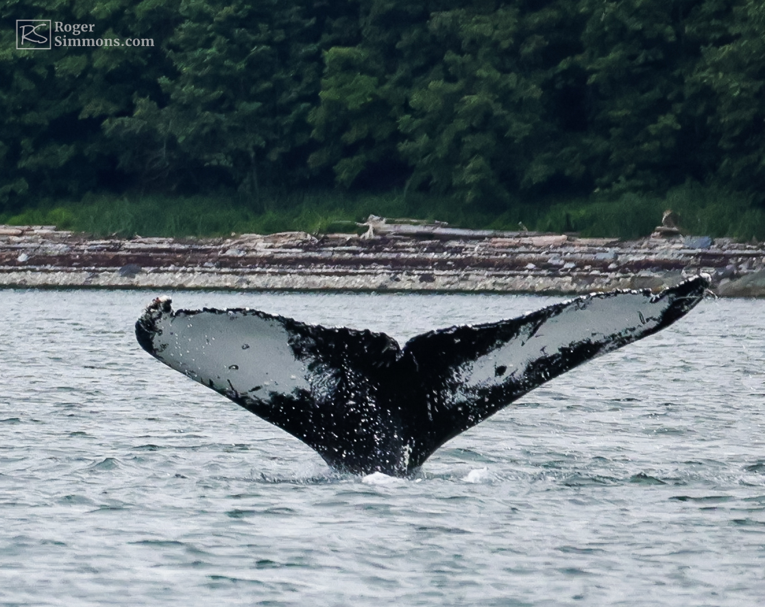 Whale tail tales: Identifying 7 humpbacks I saw in Alaska - Roger Simmons