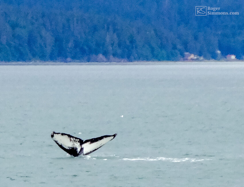 Whale tail tales: Identifying 7 humpbacks I saw in Alaska - Roger Simmons
