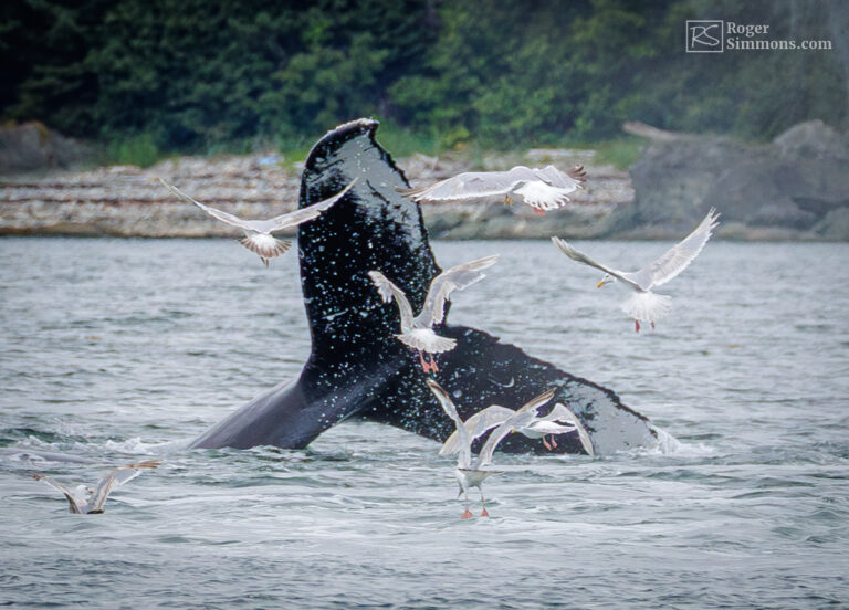 Whale tail tales: Identifying 7 humpbacks I saw in Alaska - Roger Simmons