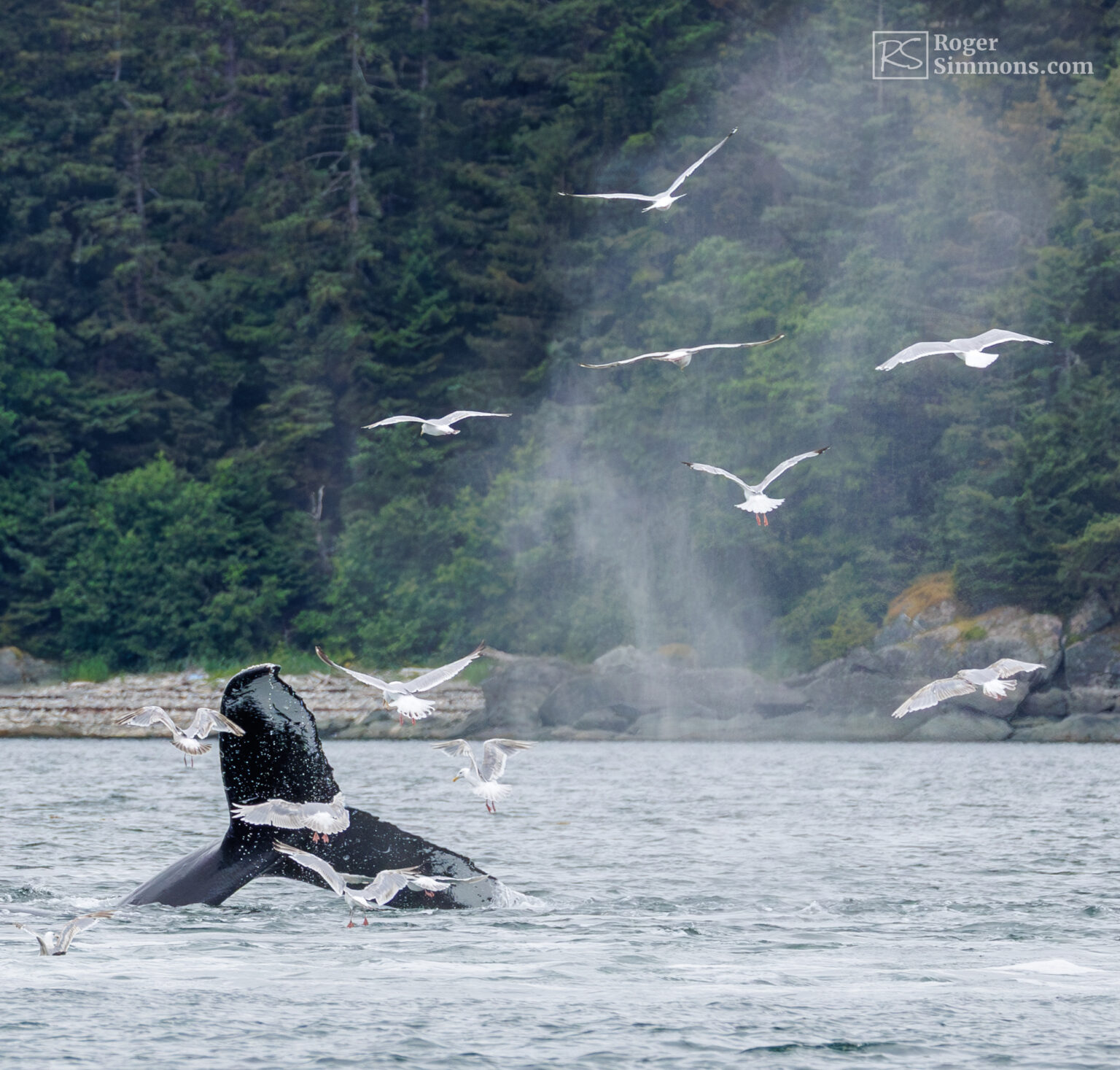 Whale tail tales: Identifying 7 humpbacks I saw in Alaska - Roger Simmons