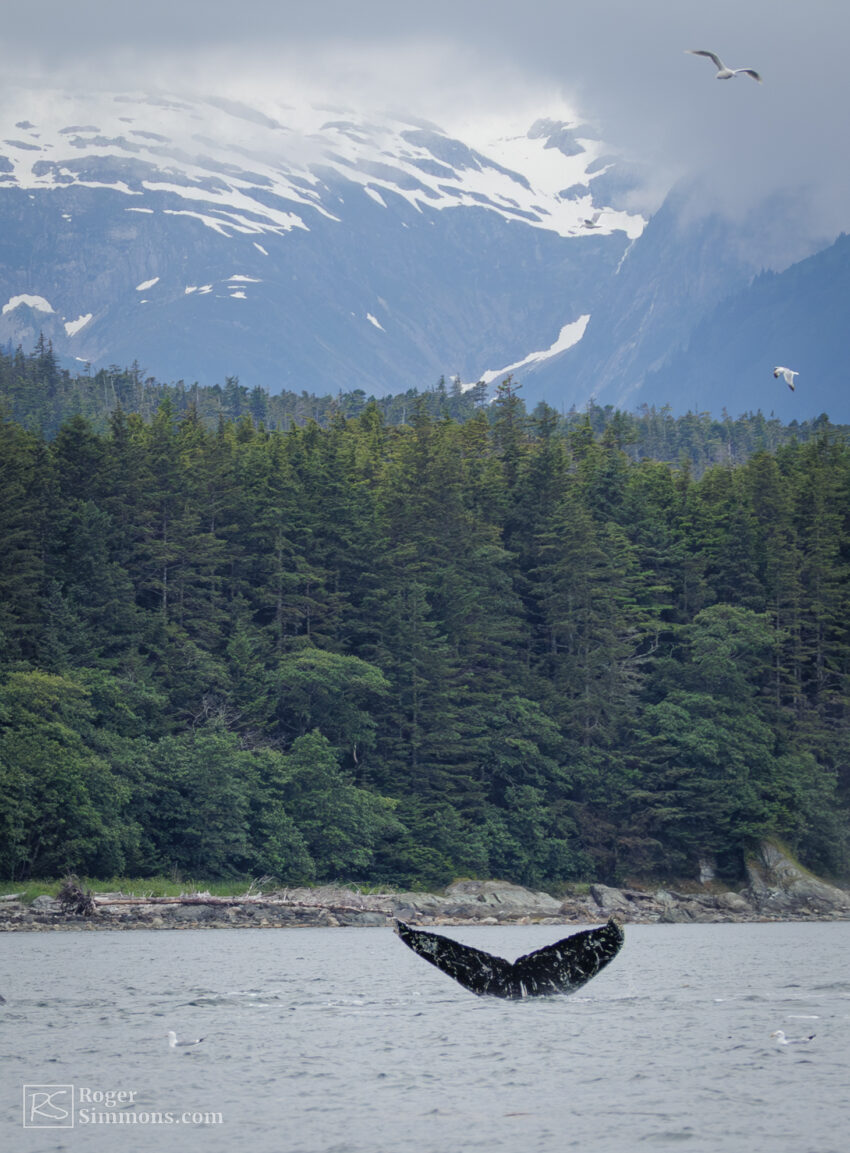 Whale tail tales: Identifying 7 humpbacks I saw in Alaska - Roger Simmons