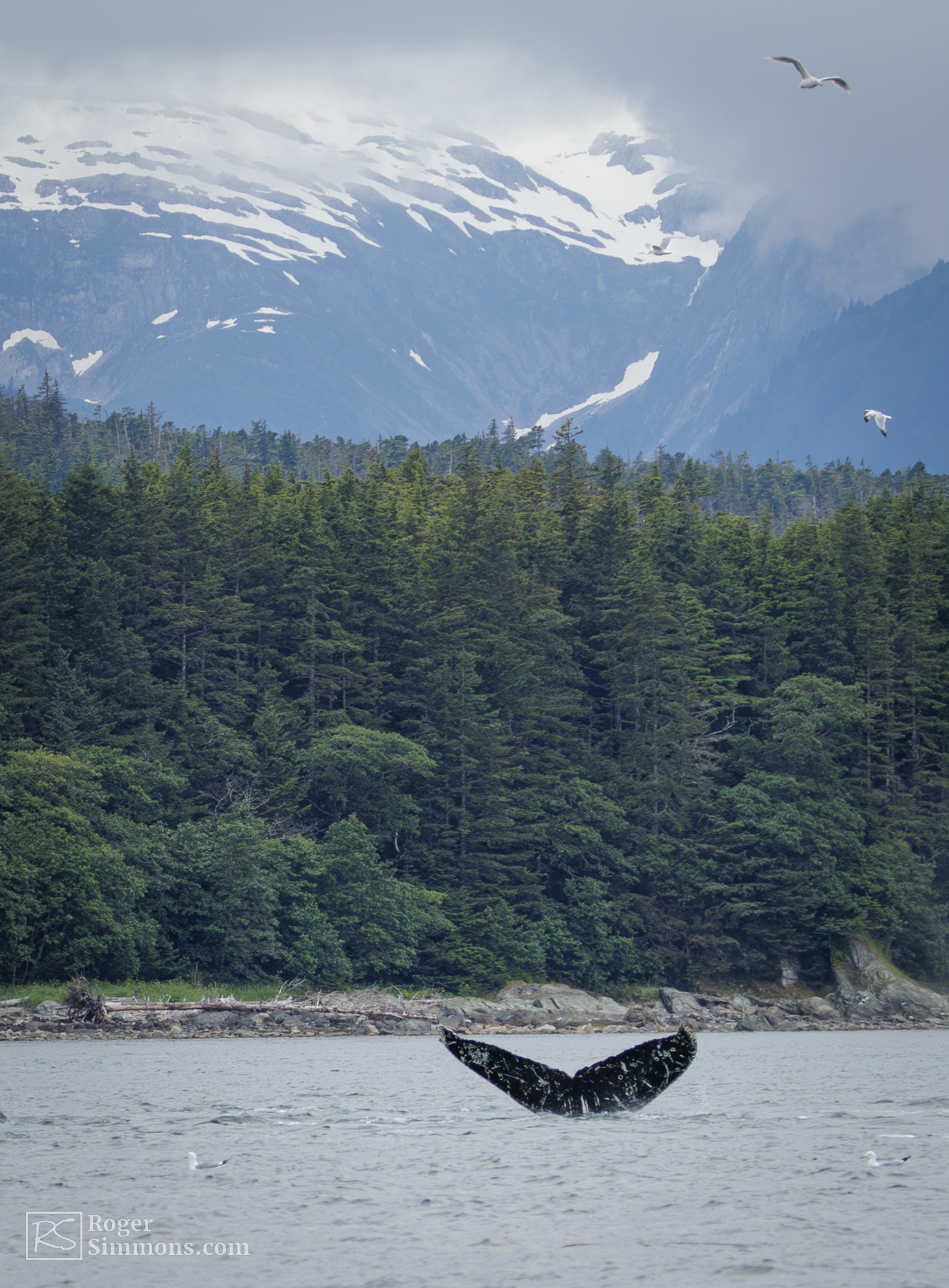 Whale tail tales: Identifying 7 humpbacks I saw in Alaska - Roger Simmons