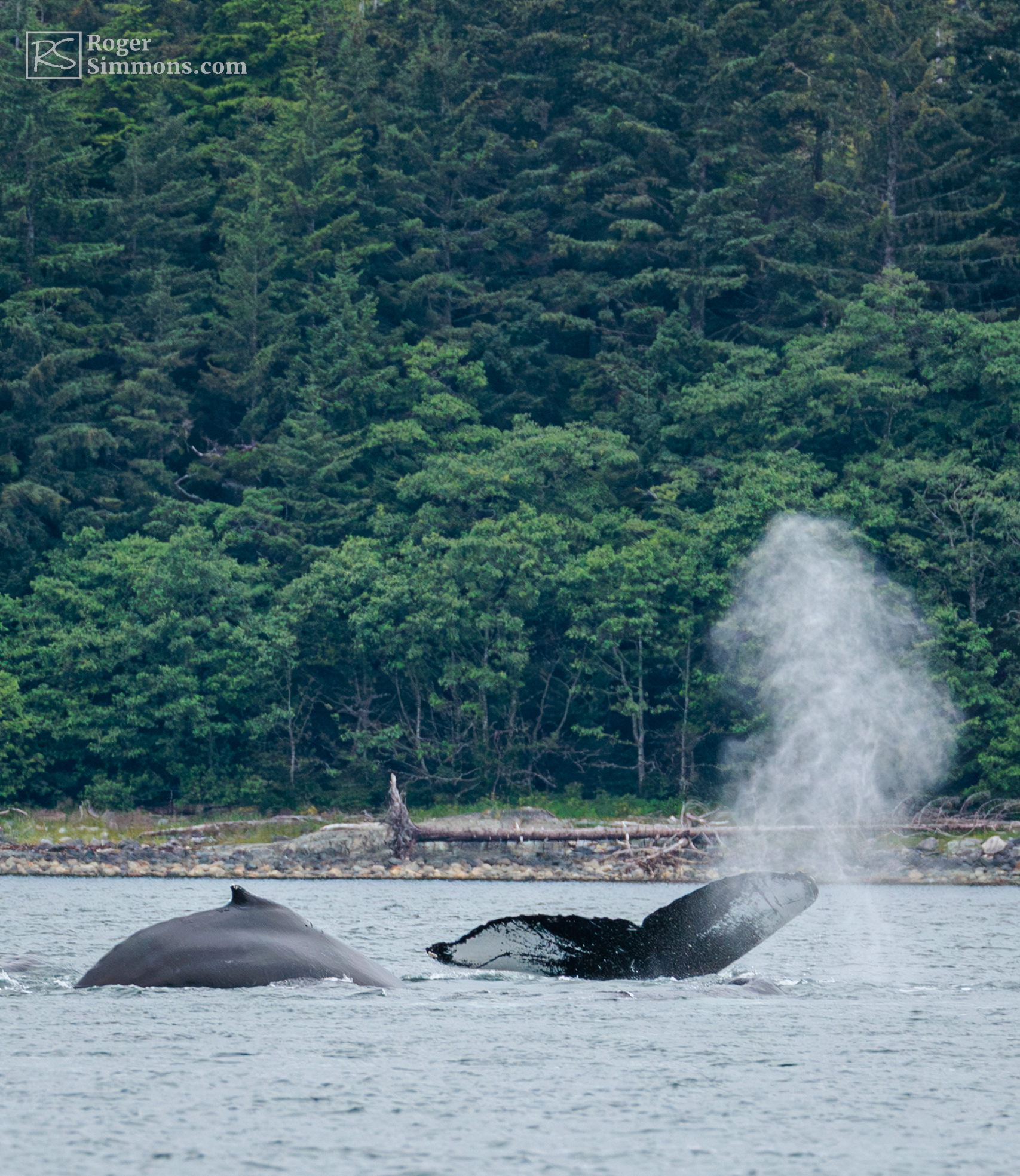 Whale tail tales: Identifying 7 humpbacks I saw in Alaska - Roger Simmons