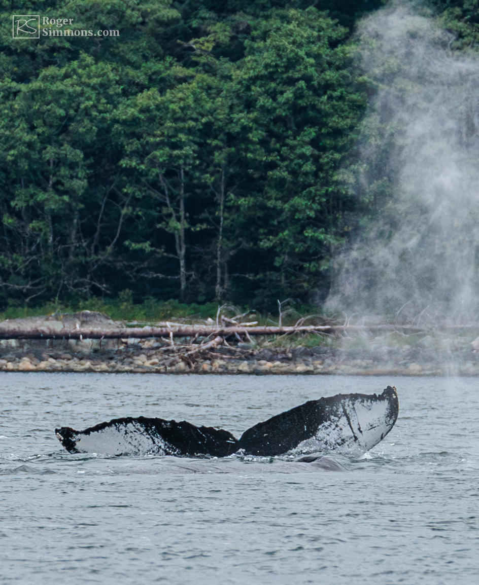 Whale tail tales: Identifying 7 humpbacks I saw in Alaska - Roger Simmons