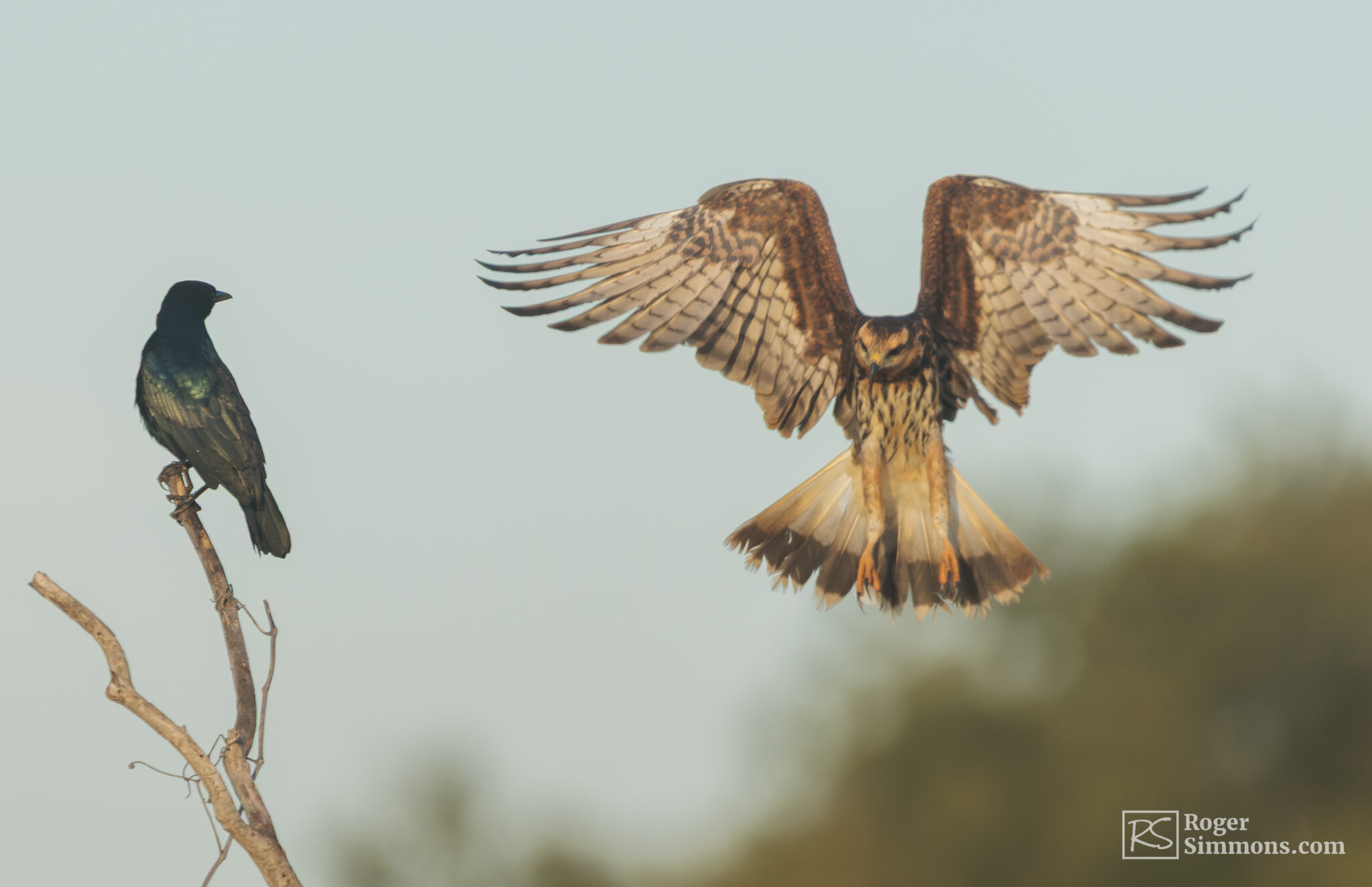 Florida Snail Kites evolve so they can survive - Roger Simmons