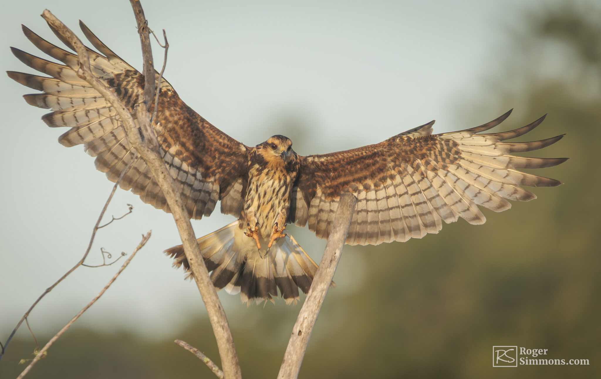 Florida Snail Kites evolve so they can survive - Roger Simmons