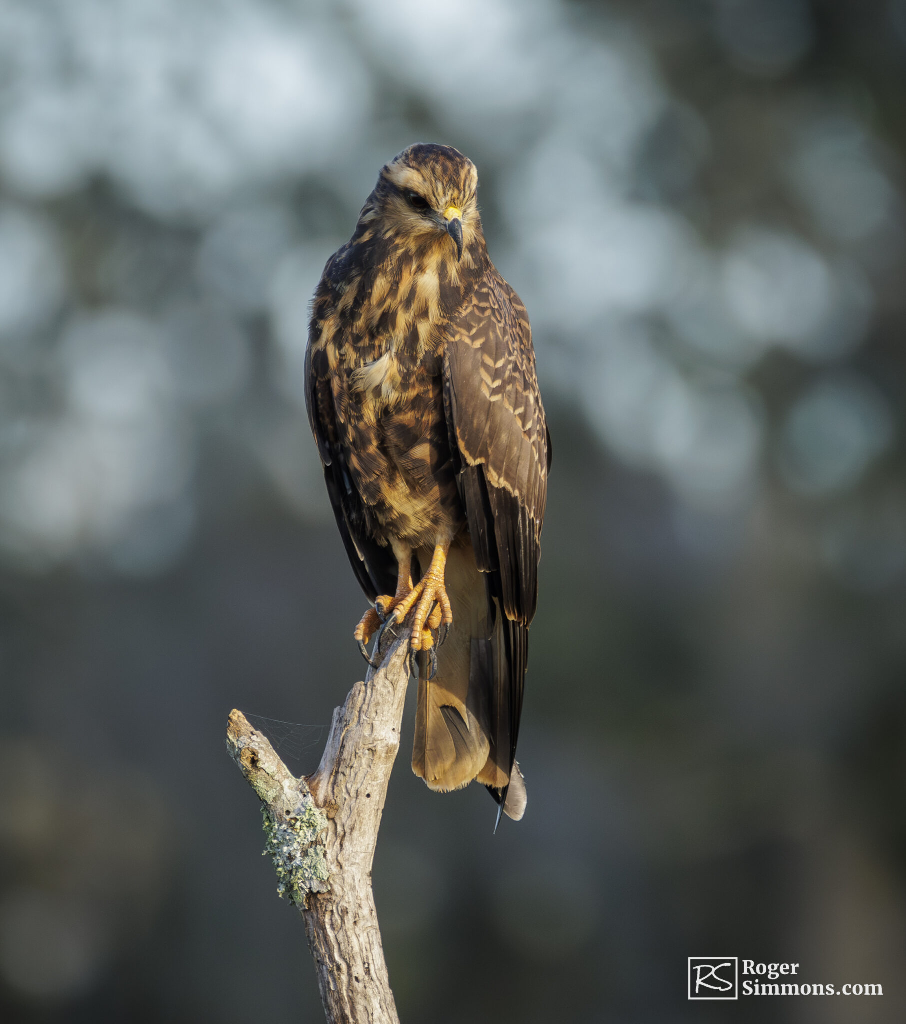 Florida Snail Kites evolve so they can survive - Roger Simmons
