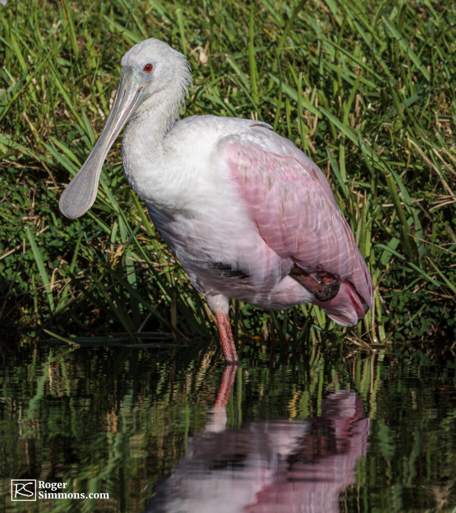 Roseate Spoonbills pay me a surprise visit - Roger Simmons