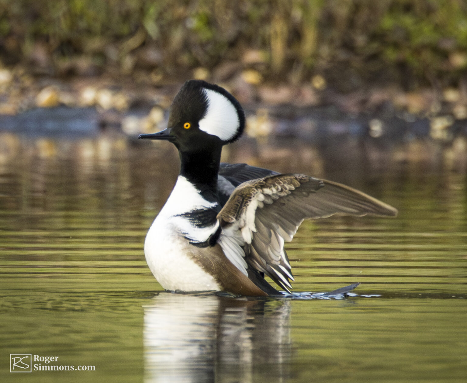 Spending the evening with Hooded Mergansers - Roger Simmons