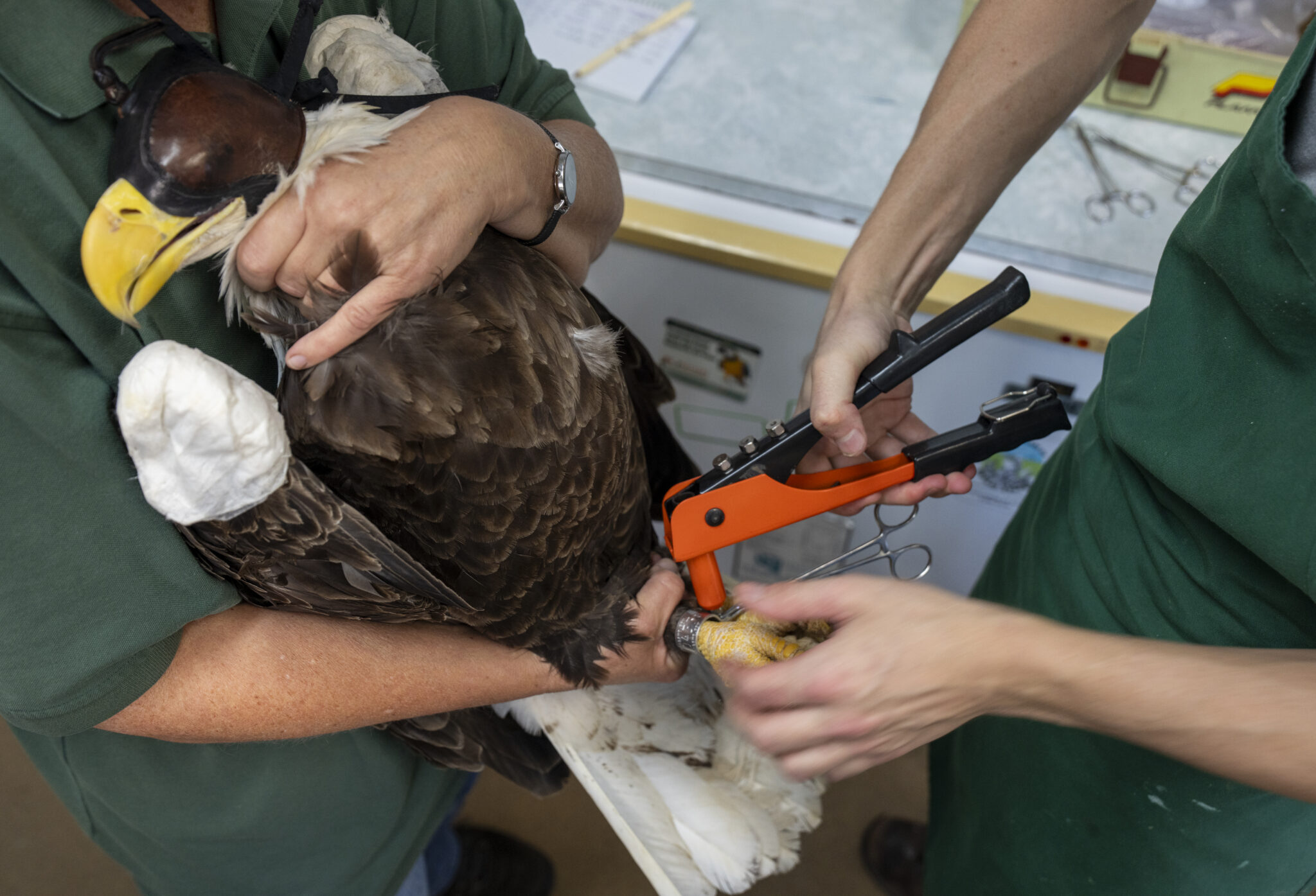 Helping release a Bald Eagle back into the wild - Roger Simmons