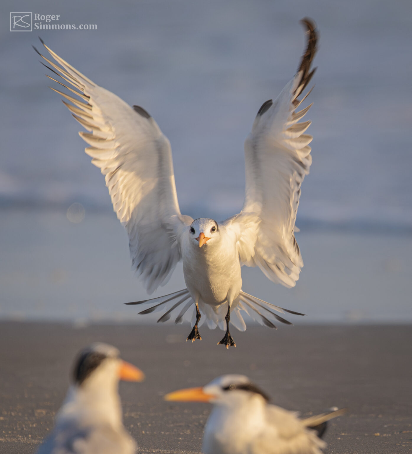 St. Augustine shore birds in the morning light - Roger Simmons