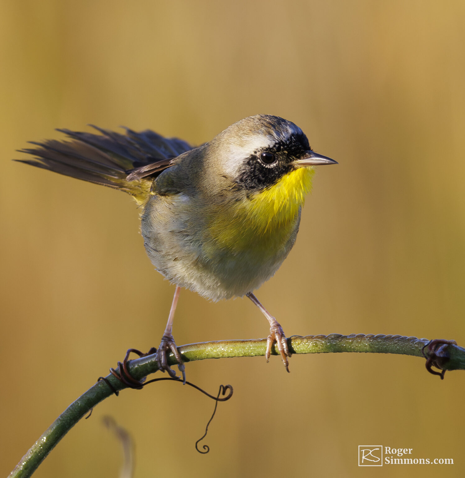 New places for birding in St. Augustine - Roger Simmons