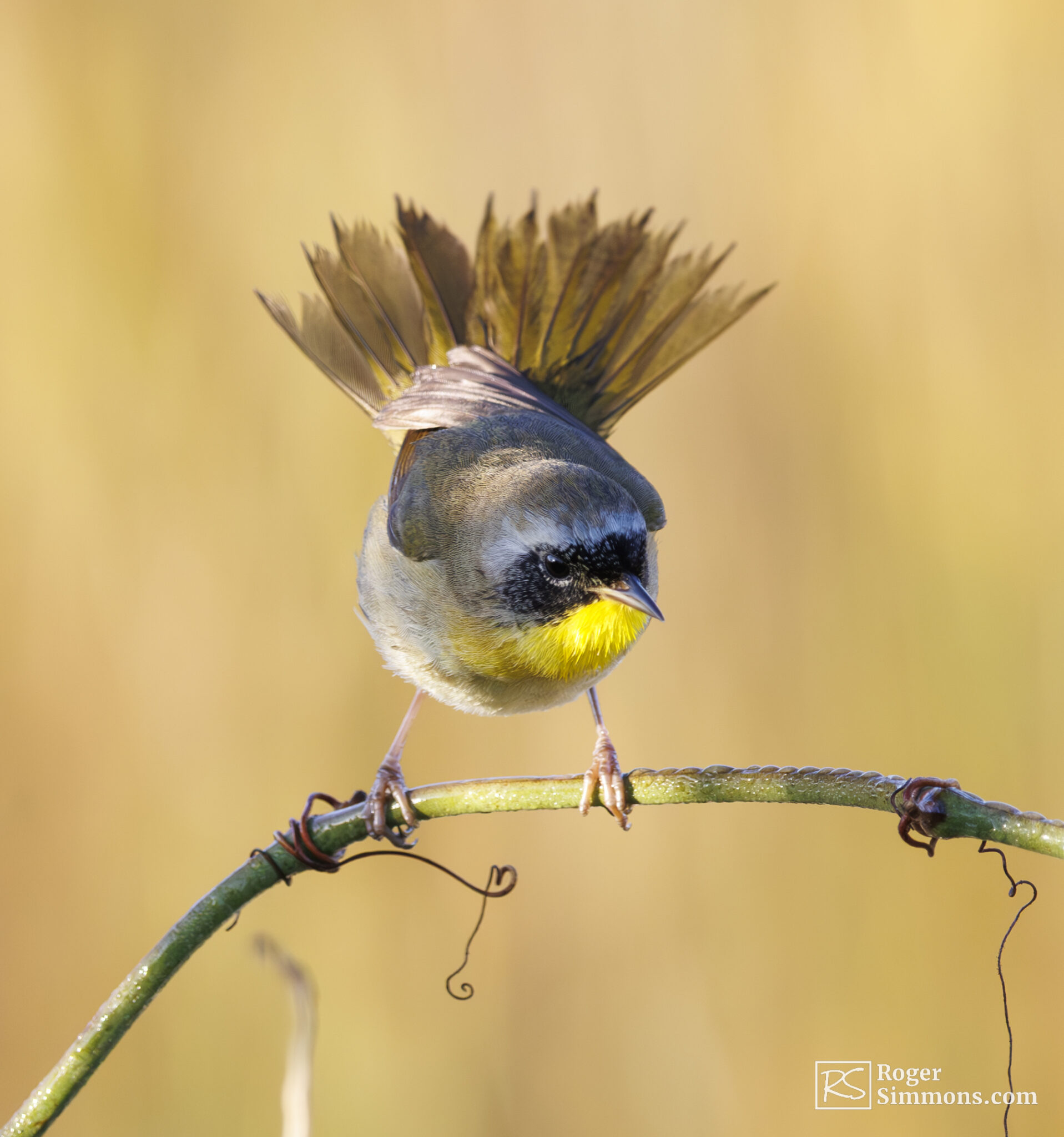 New places for birding in St. Augustine - Roger Simmons