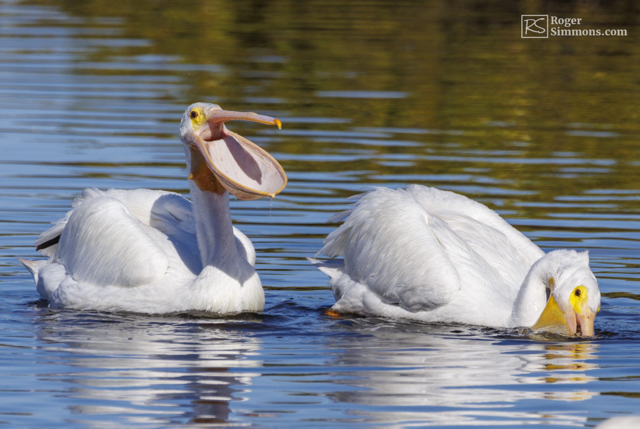 White Pelicans are our true snow birds - Roger Simmons